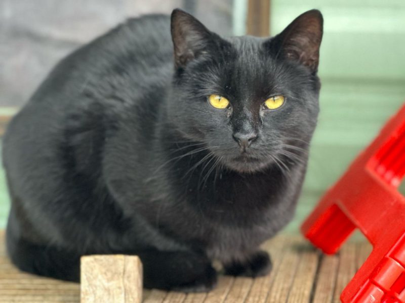 Cats for Adoption – Stray Cat Rescue Team