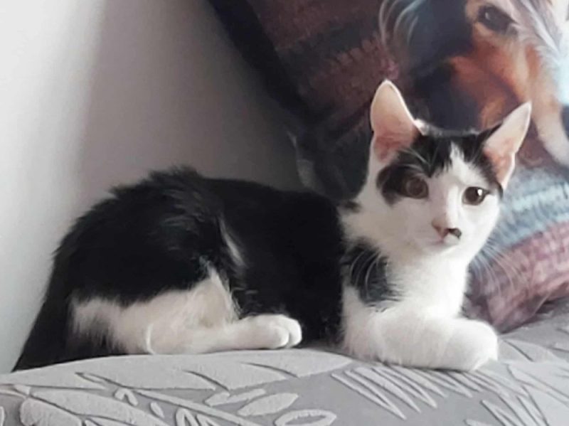 Jacob – Stray Cat Rescue Team