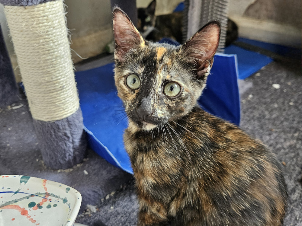 Cats for Adoption – Stray Cat Rescue Team