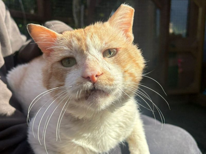 Arthur now reserved - Adopt a Cat from Stray Cat Rescue Team